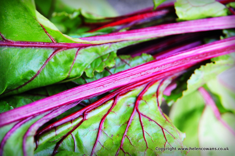 Beetroot leaves – LAND OF THE FAR HORIZONS – Northumberland & Scotland